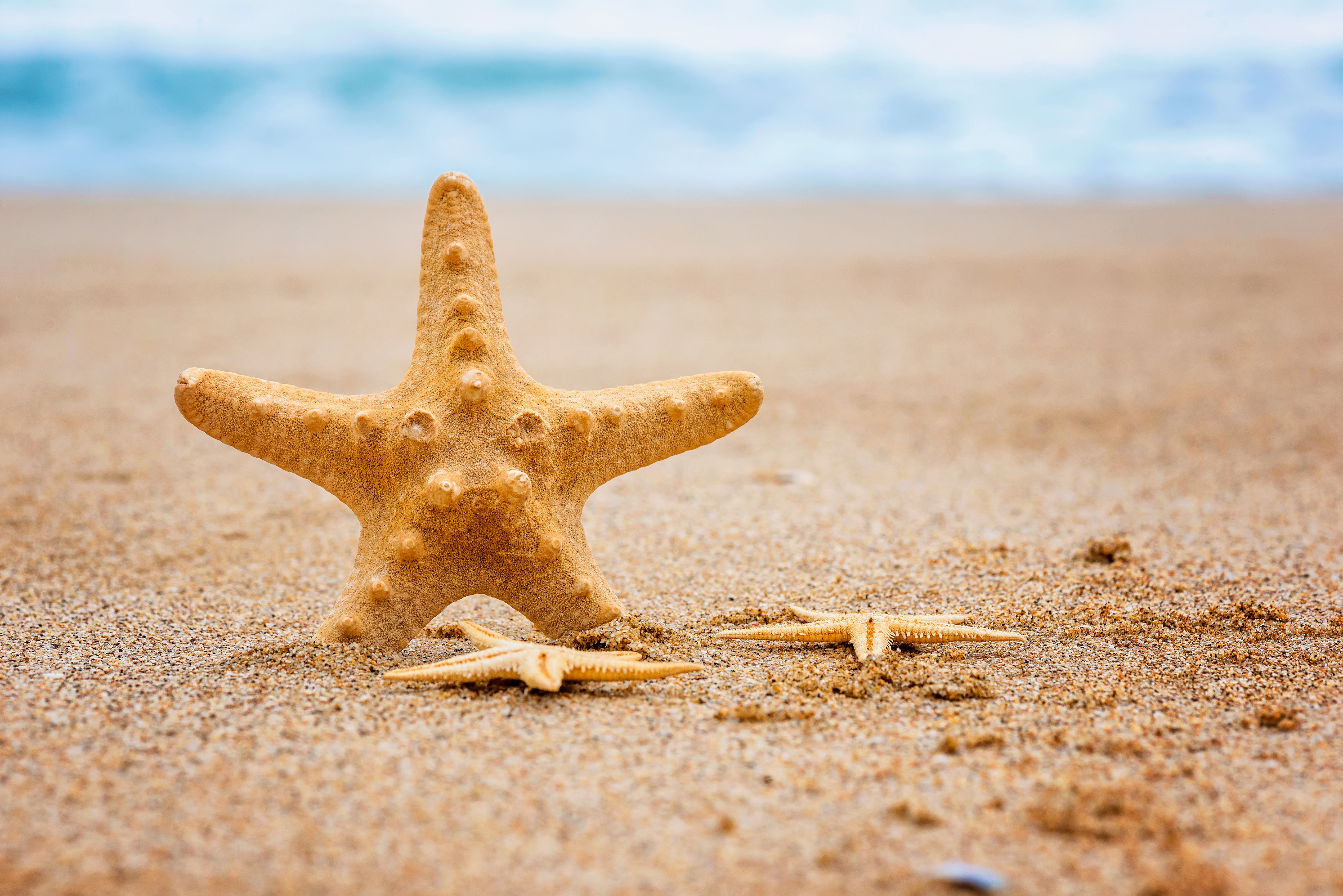 SEA SHIELDS: Armored Starfish for Protection or Renewal | OffGridMermaid